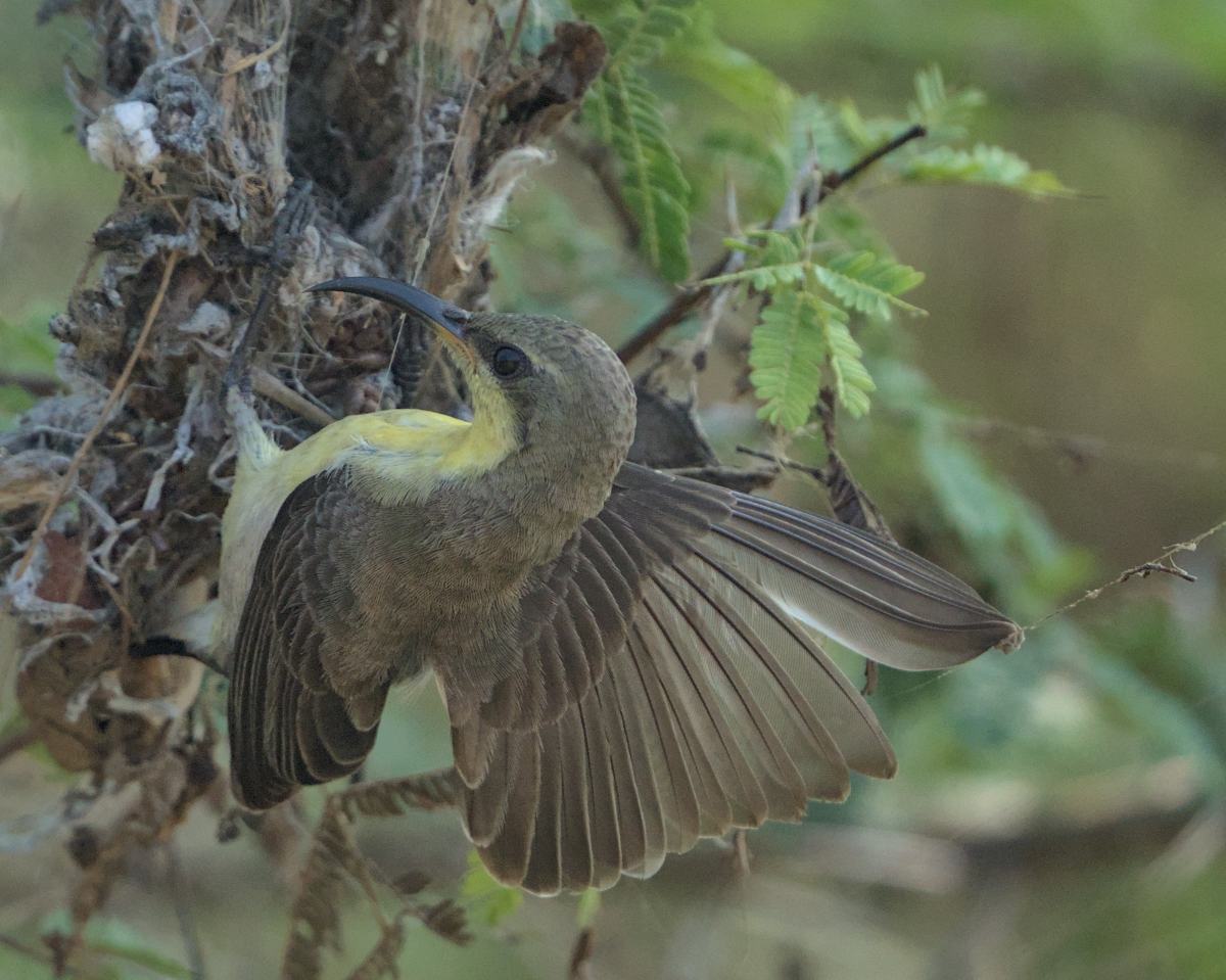 Sunbird closeup|Saru's photo blog