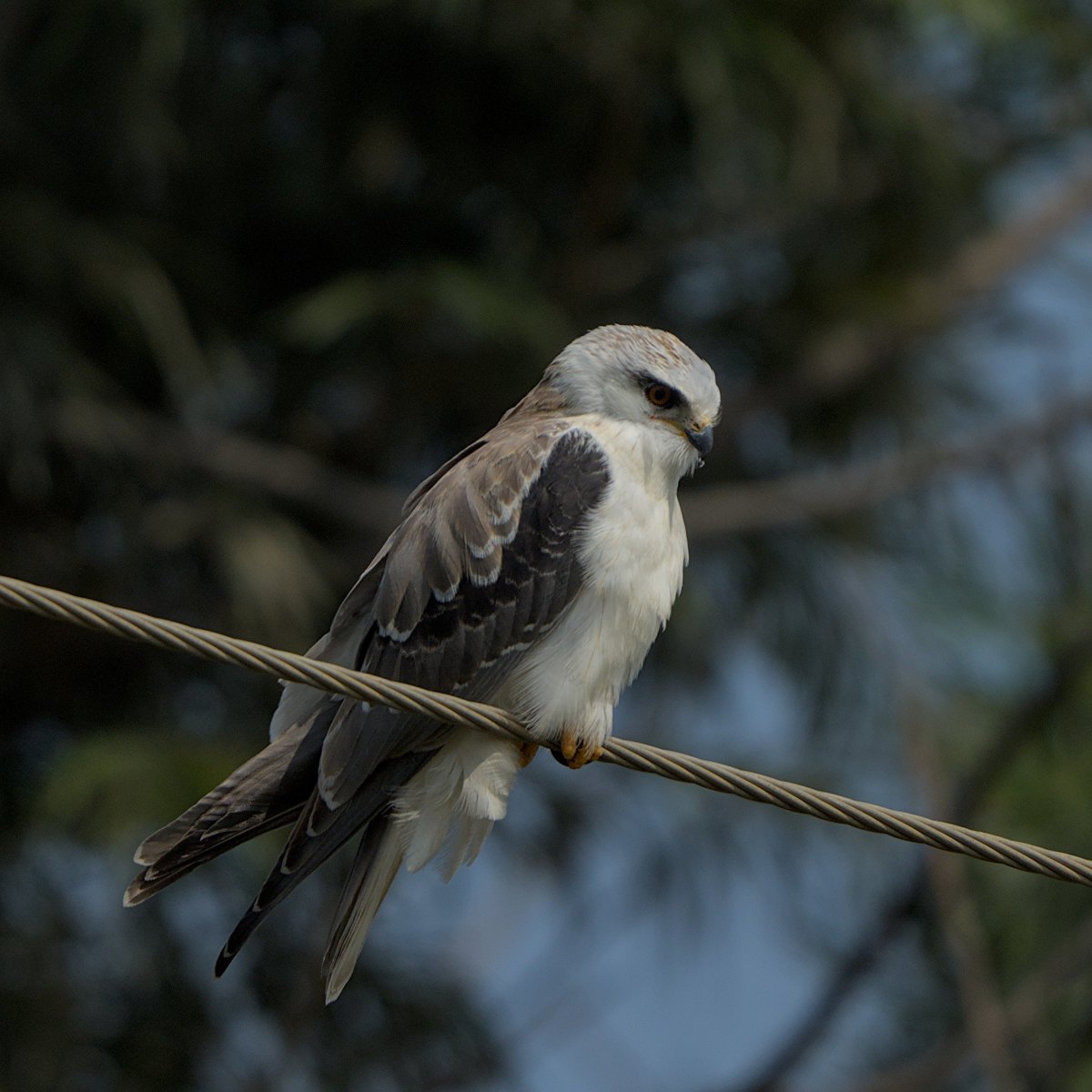 Black Winged Kite|Saru's photo blog
