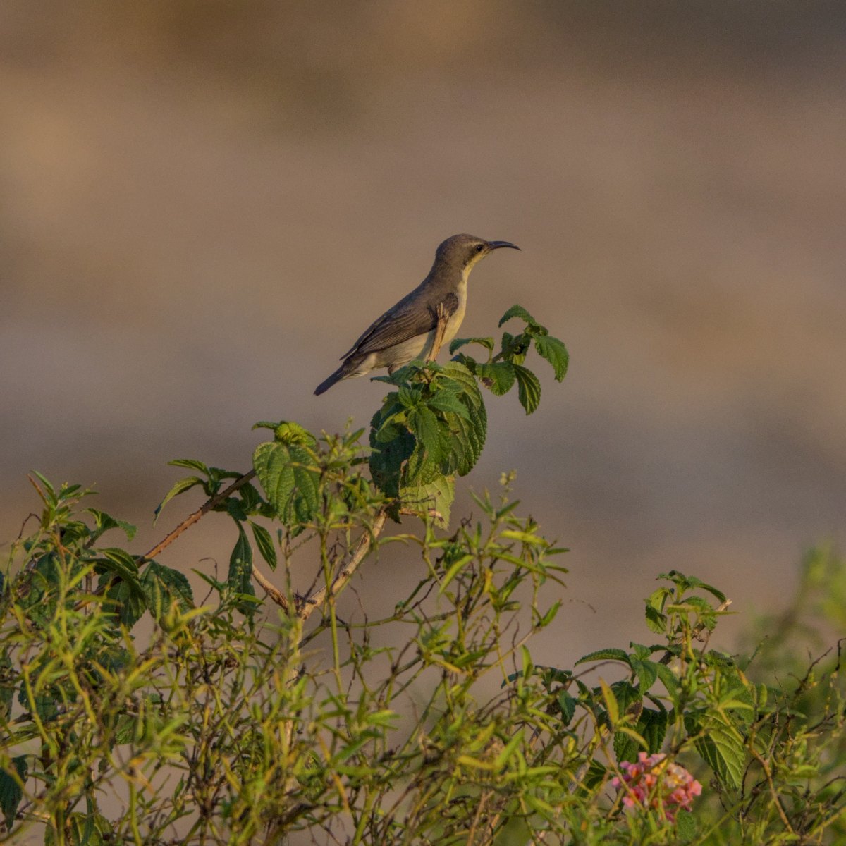 Sunbird on a branch|Saru's photo blog