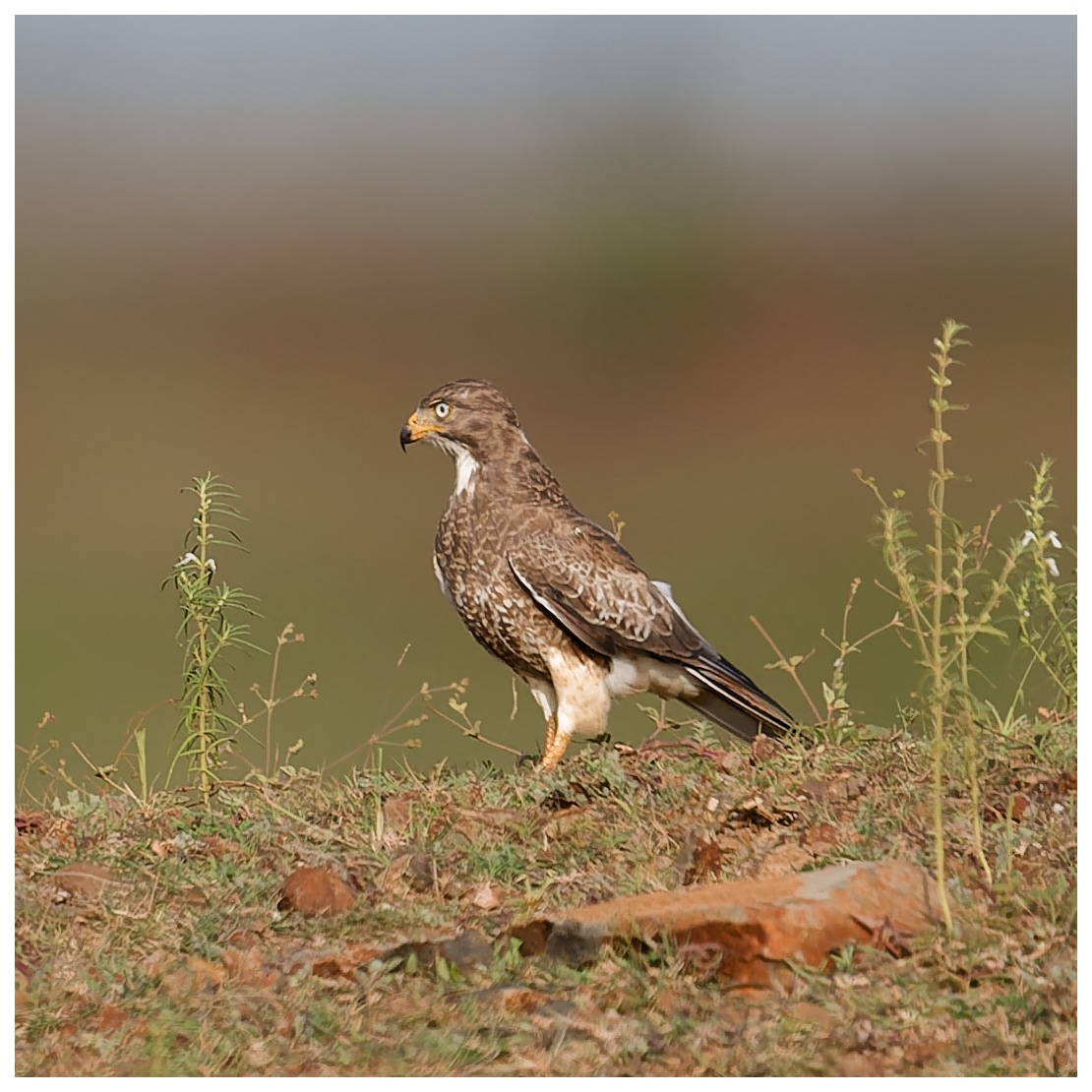White-eyed buzzard|Saru's photo blog