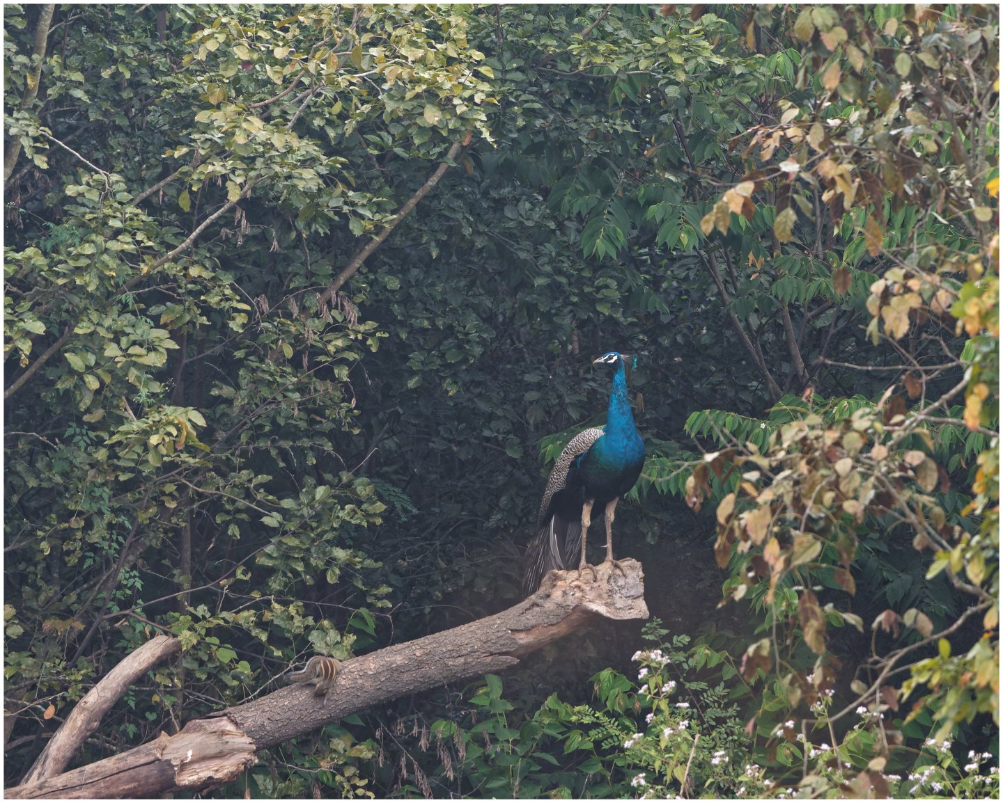 A peafowl|Saru's photo blog