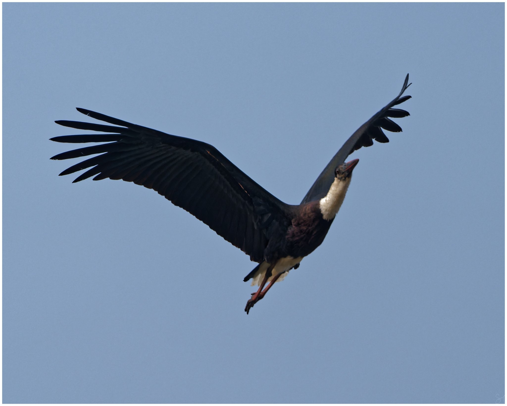 A woolly necked stork|Saru's photo blog
