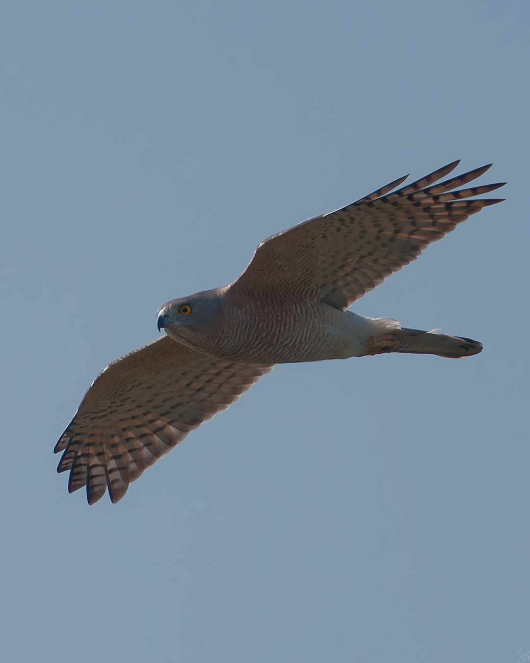 A shikra in flight|Saru's photo blog