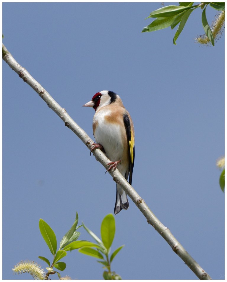 The Goldfinch|Saru's photo blog