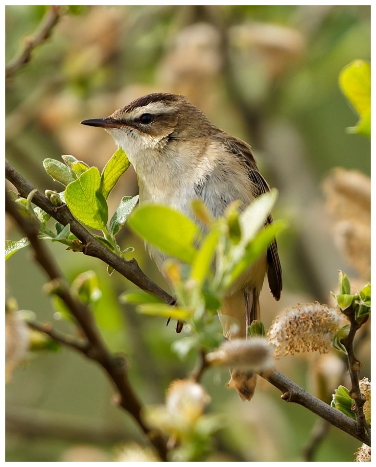 A Rowdy Sedge Warbler Saru S Photo Blog