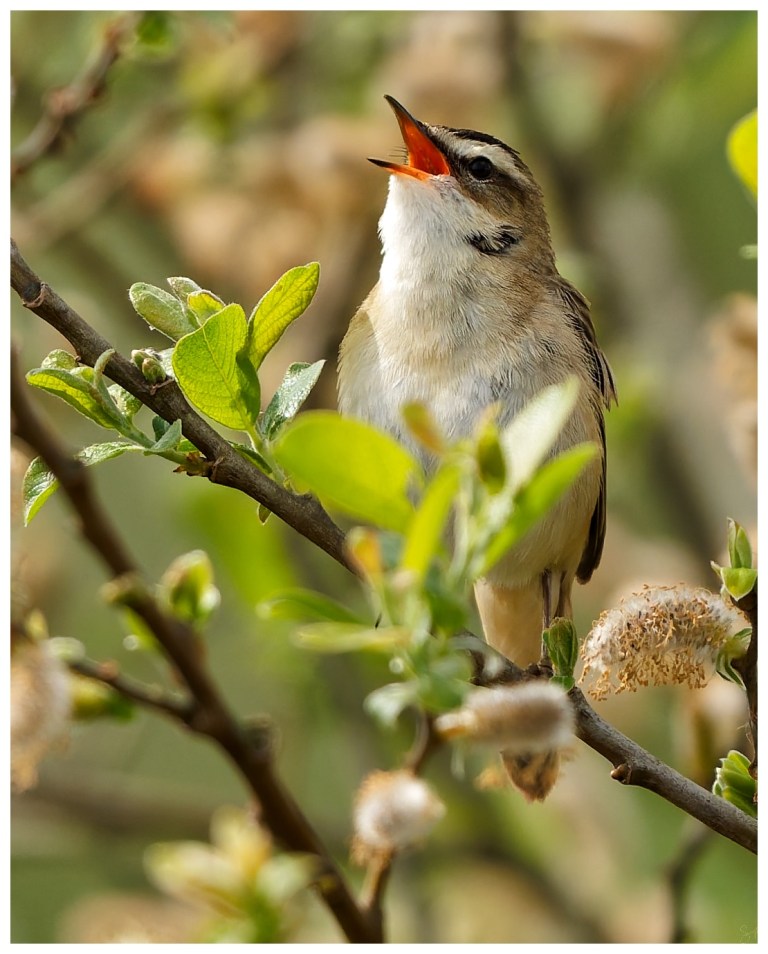 A Rowdy Sedge Warbler Saru S Photo Blog