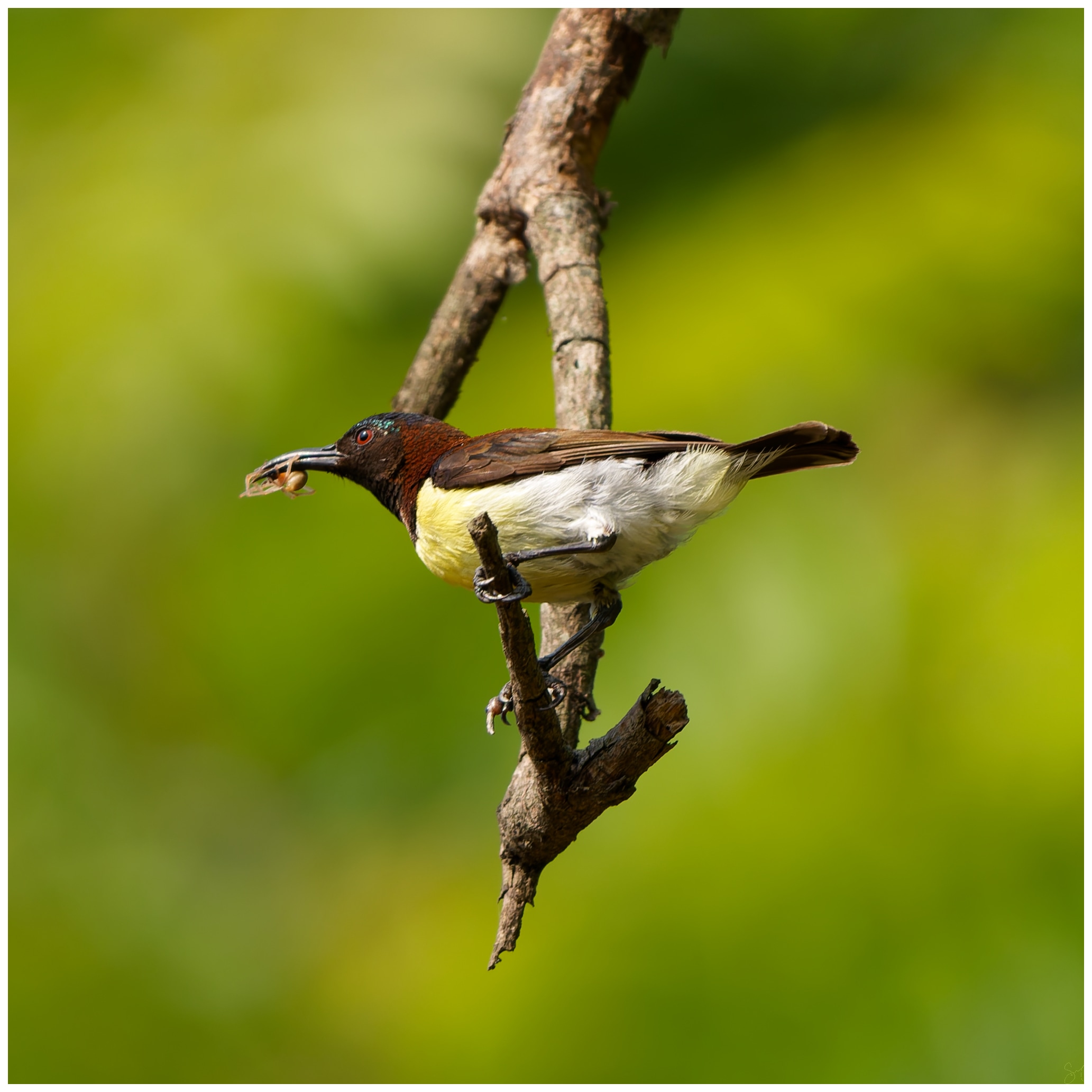 A sunbird with a catch|Saru's photo blog