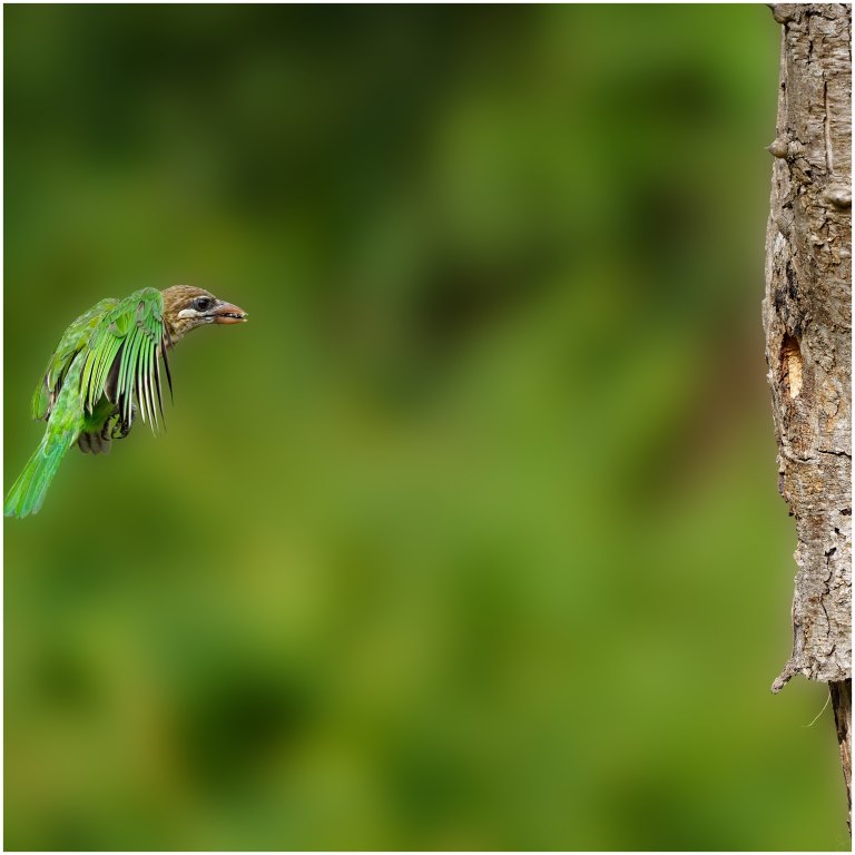 A landing sequence.|Saru's photo blog