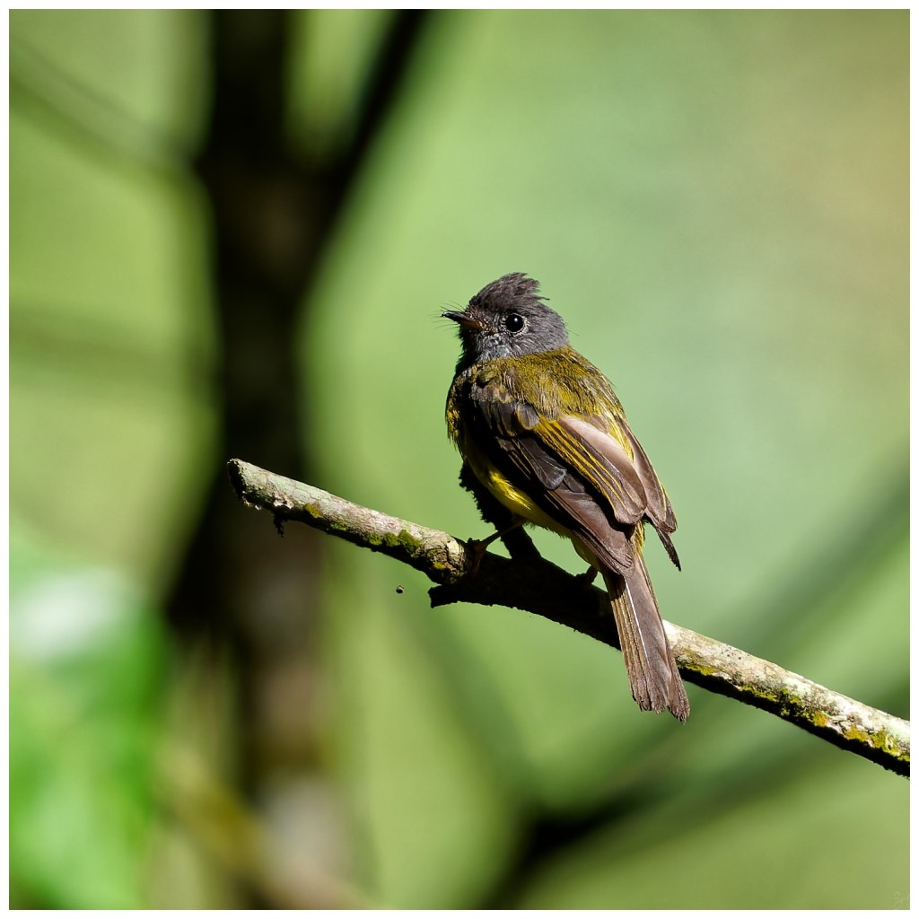 A canary flycatcher|Saru's photo blog