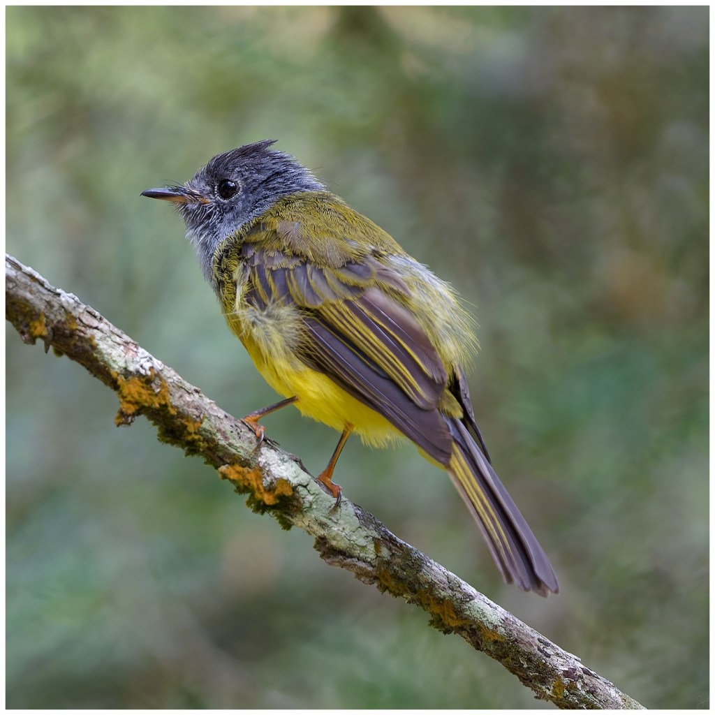 A canary flycatcher|Saru's photo blog